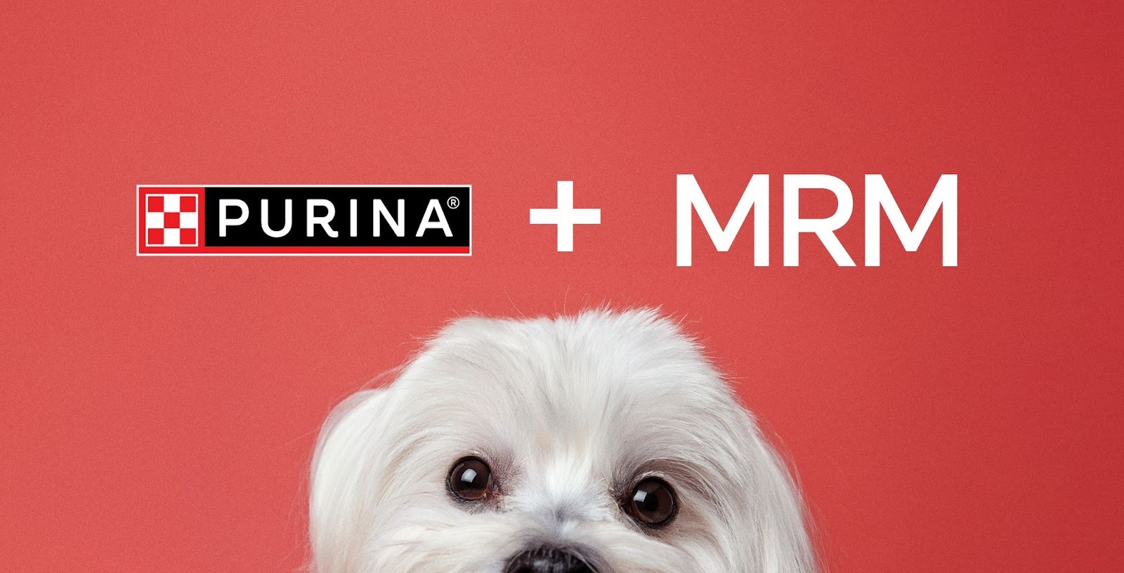 MRM Brasil conquista projeto digital estratégico da Purina para a ...